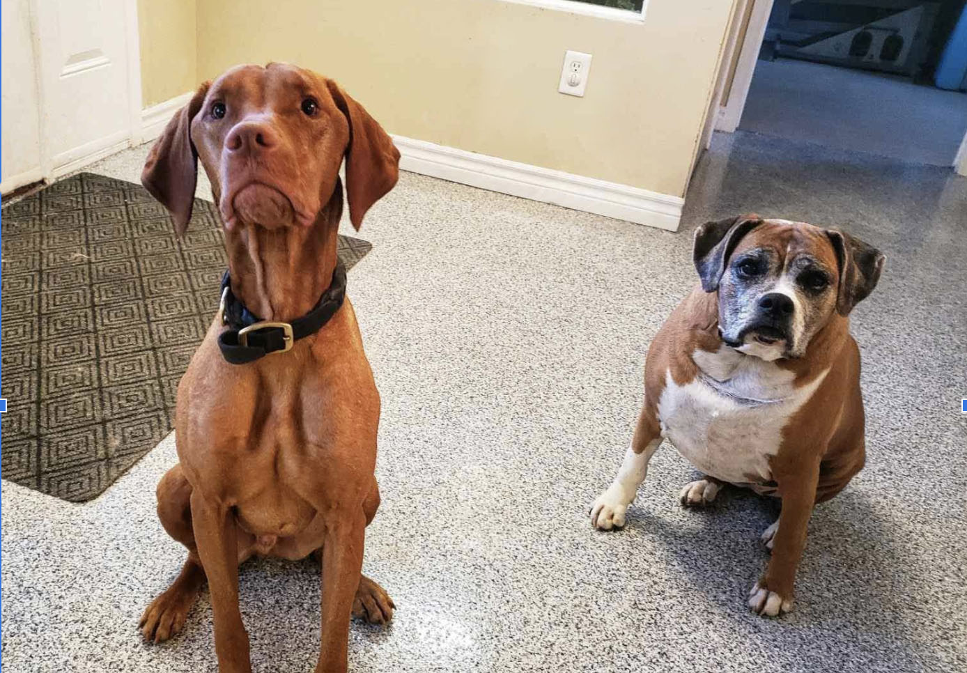 Images Of Happy Dogs